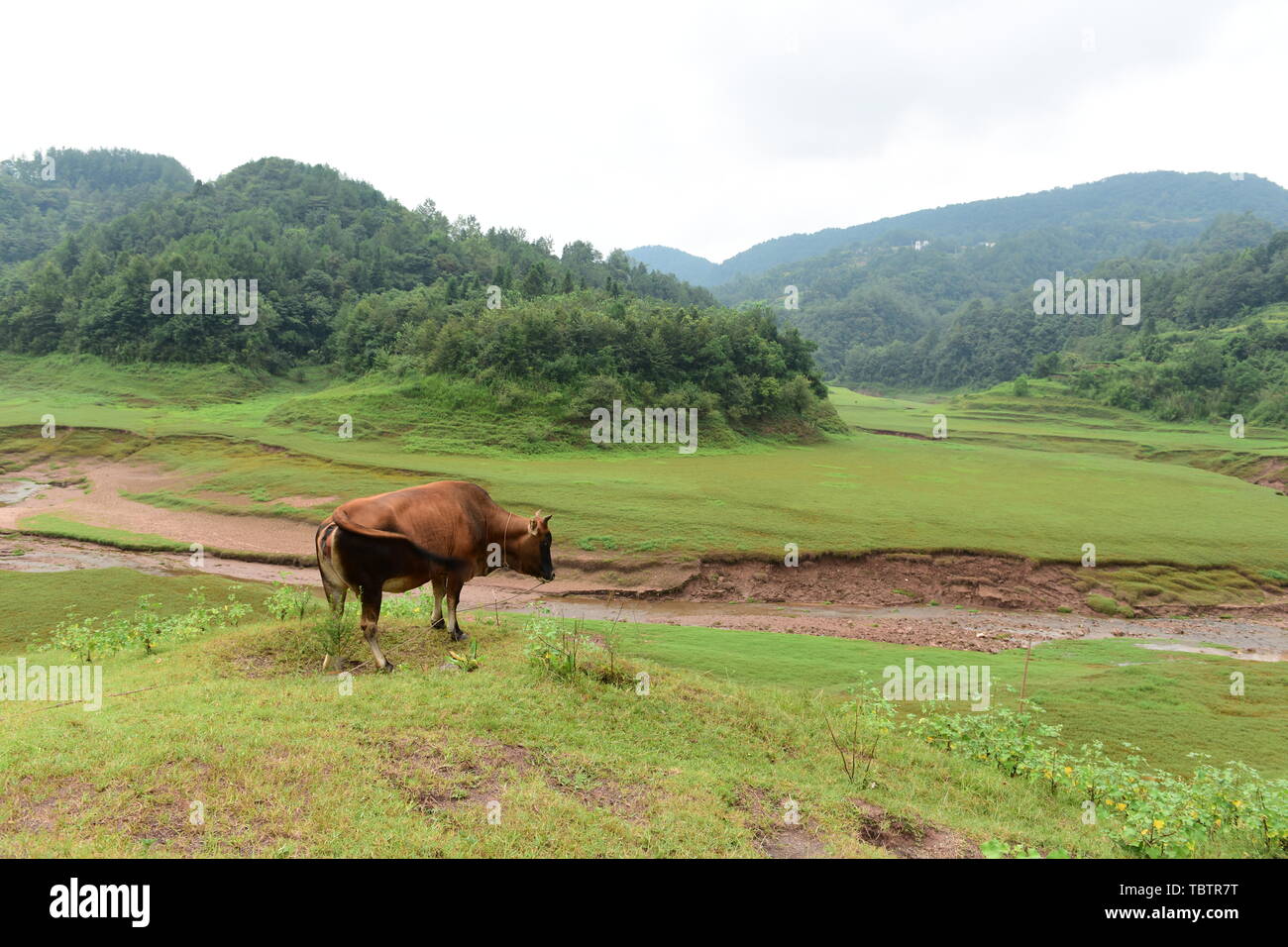 Scalper hi-res stock photography and images - Alamy