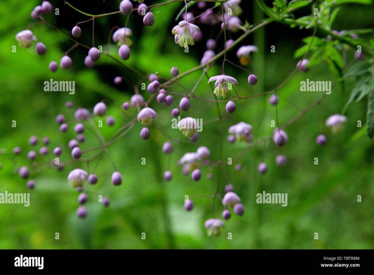 Shangri-La white land, wild flowers, Yunnan Stock Photo - Alamy