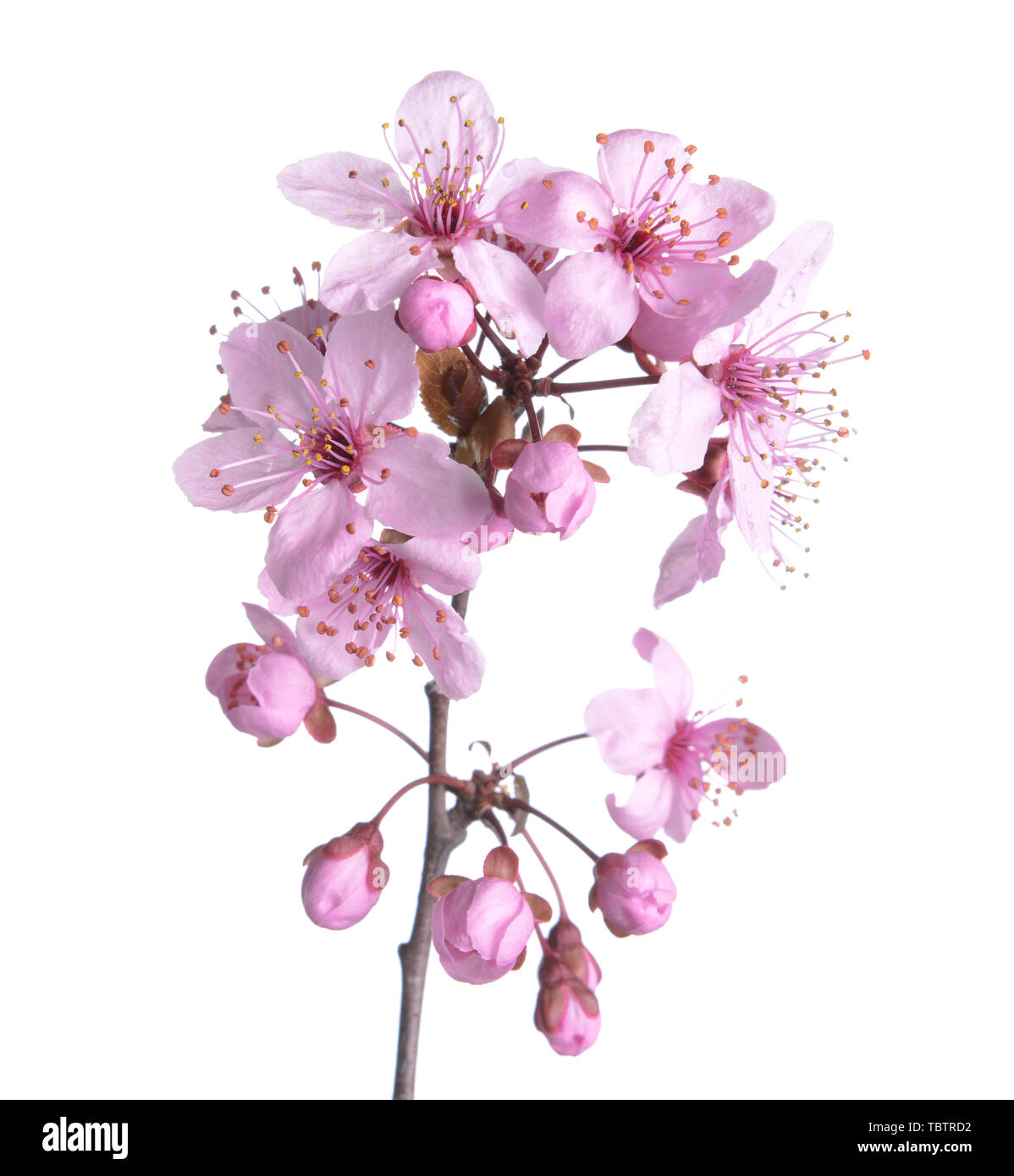 Beautiful blossoming branch on white background Stock Photo - Alamy