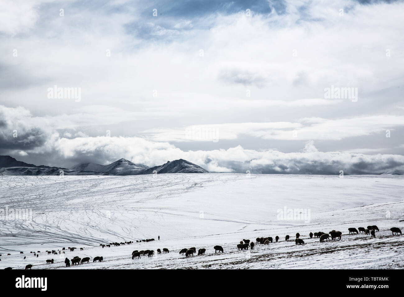 Scenery of Mushtag Snow Mountain in Xinjiang Stock Photo - Alamy