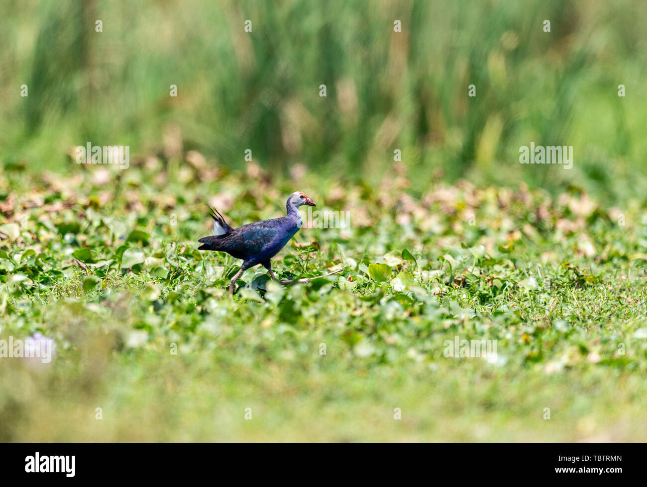 Swamp chickens hi-res stock photography and images - Alamy