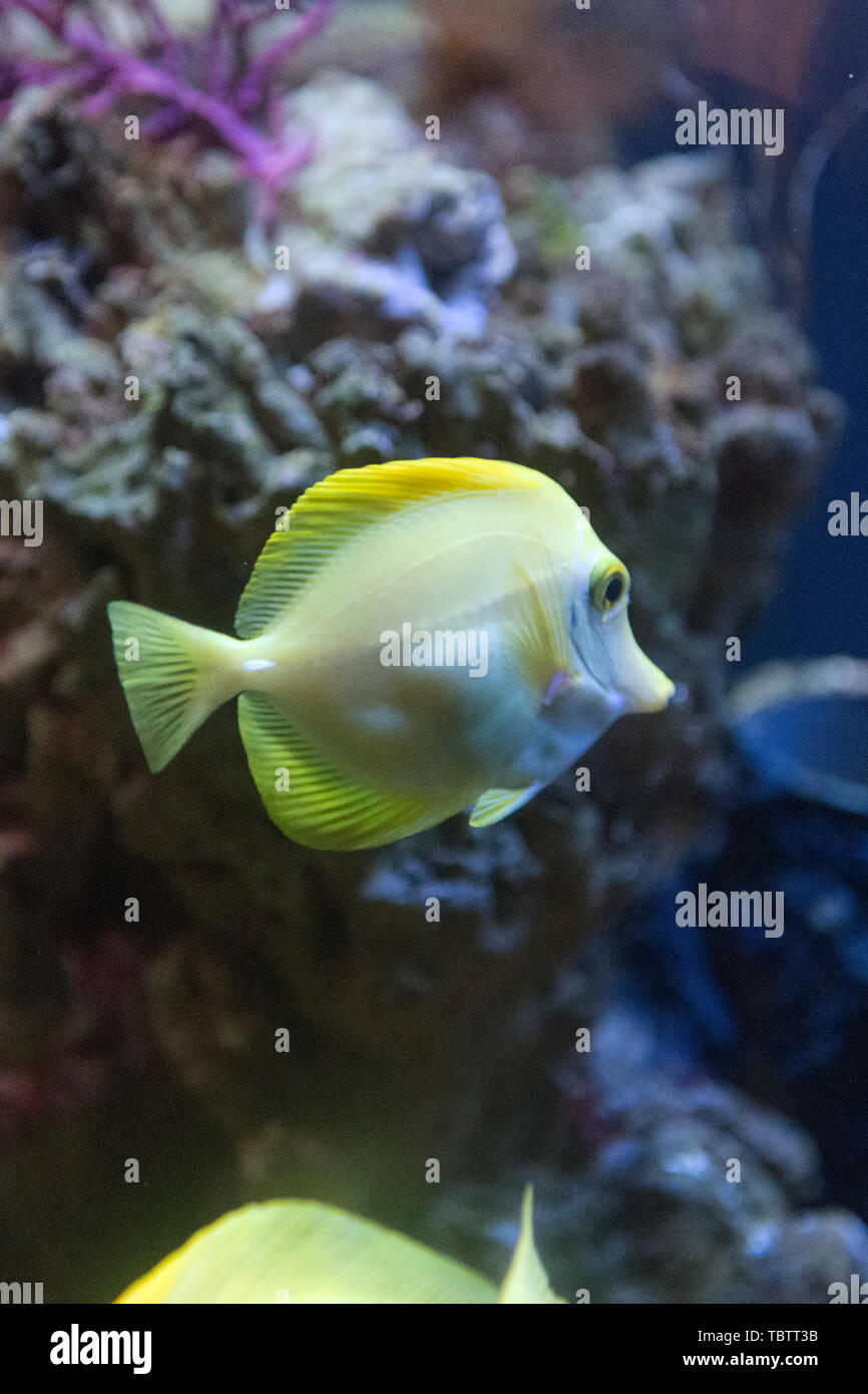 Gold hanging fish Stock Photo - Alamy