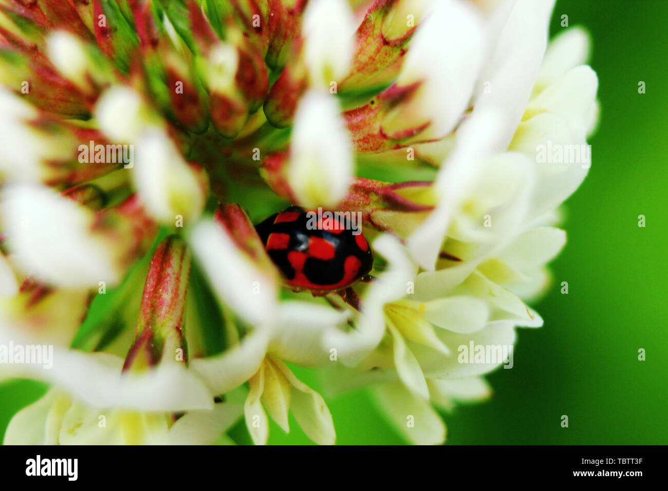 Seven-star ladybug on flowers Stock Photo - Alamy