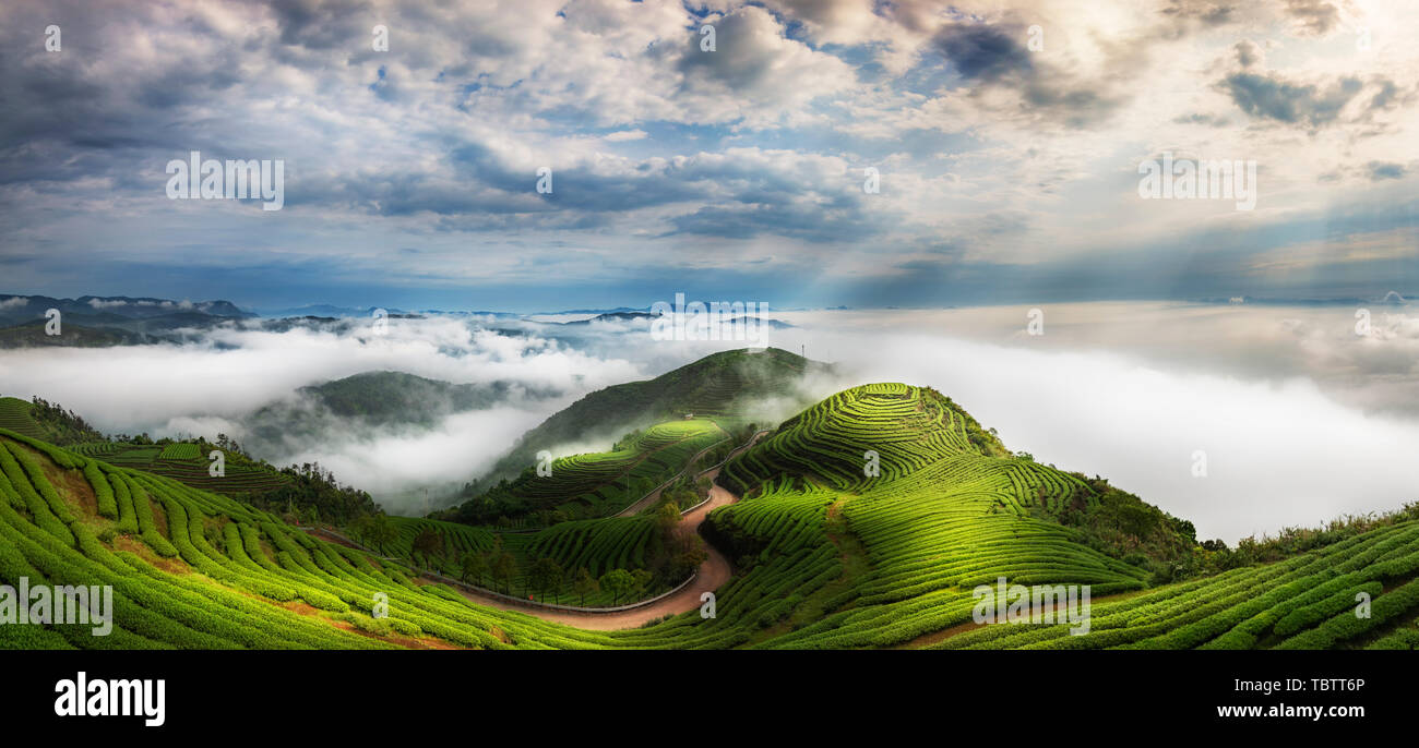 Fuzhou tea hi-res stock photography and images - Alamy