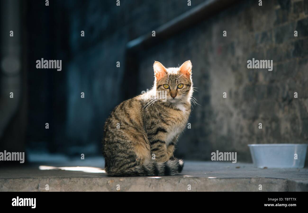 Cat backlight hi-res stock photography and images - Alamy