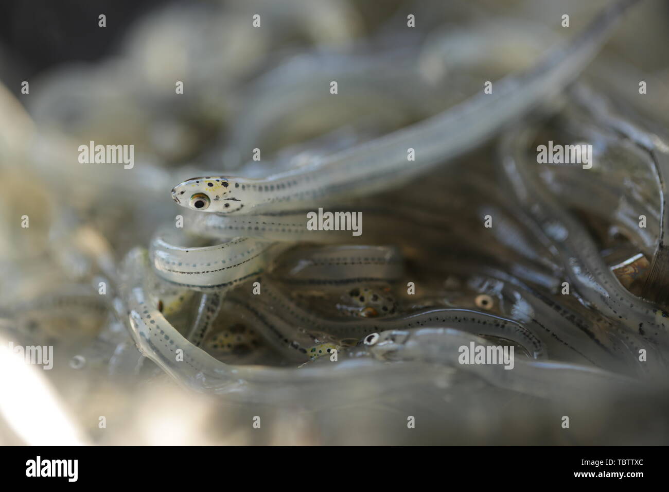 Whitebait new zealand hi-res stock photography and images - Alamy
