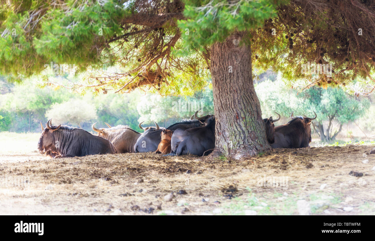 African cape buffalo rest hi-res stock photography and images - Alamy