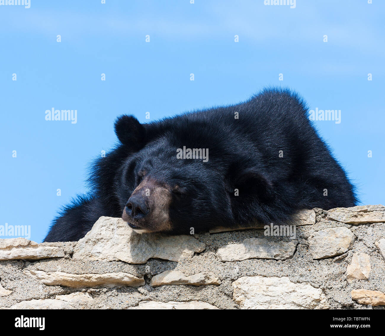 Himalayan blue bear hi-res stock photography and images - Alamy
