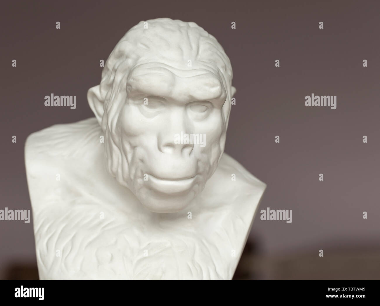 Pithecanthropus hi-res stock photography and images - Alamy