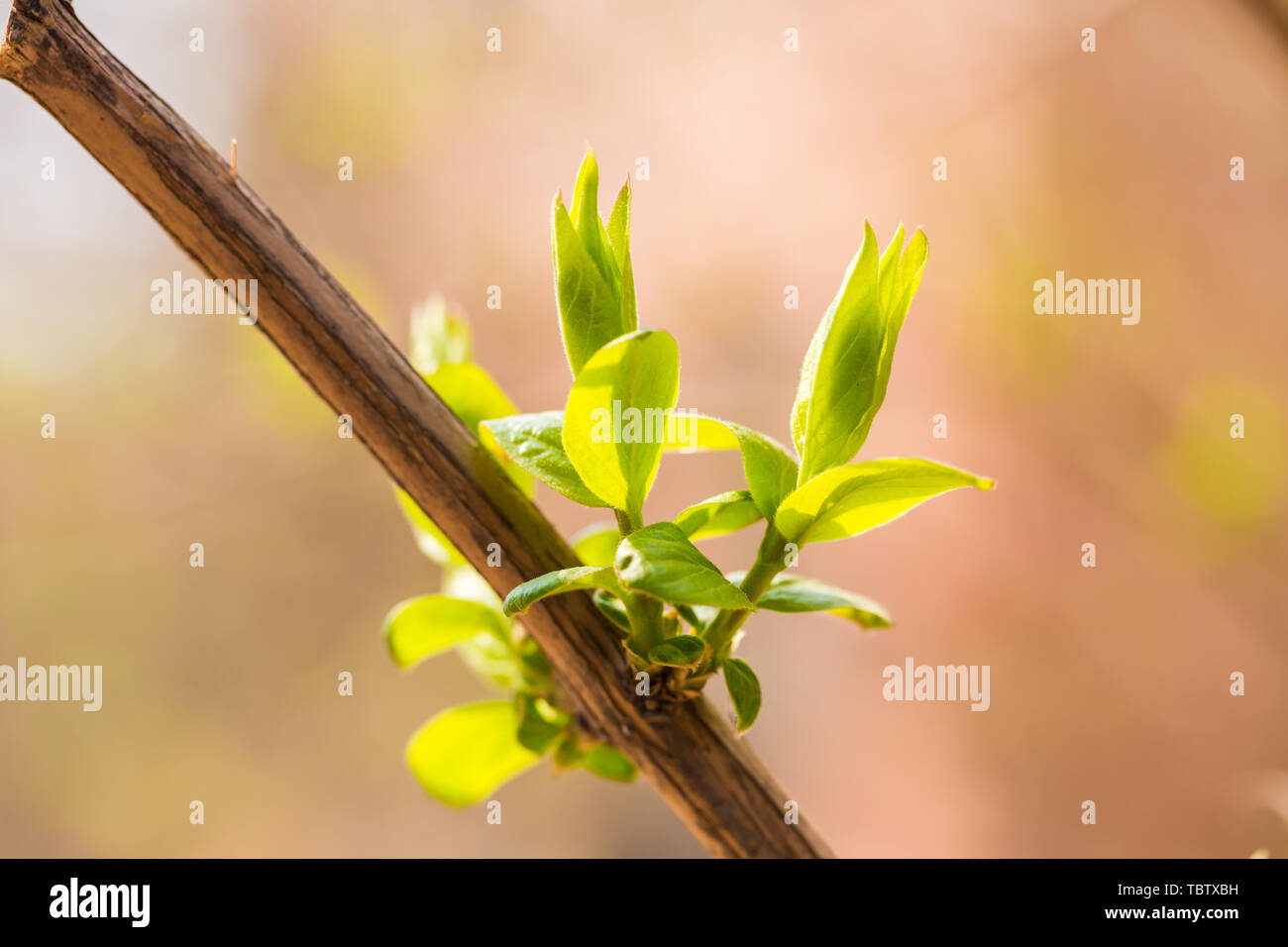 Spring sprouts, forehead branches, shoots Stock Photo - Alamy