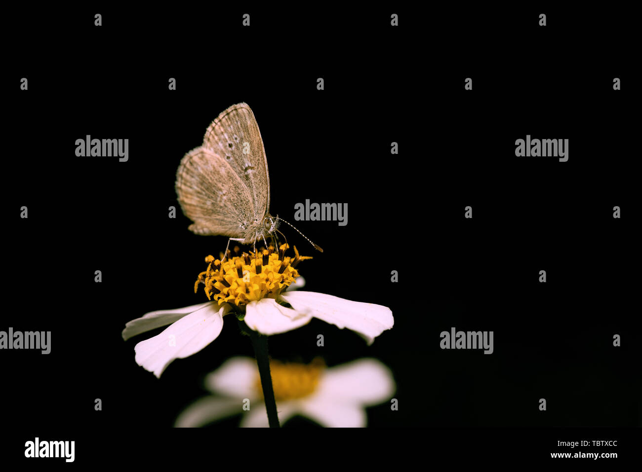 Butterfly crest hi-res stock photography and images - Alamy