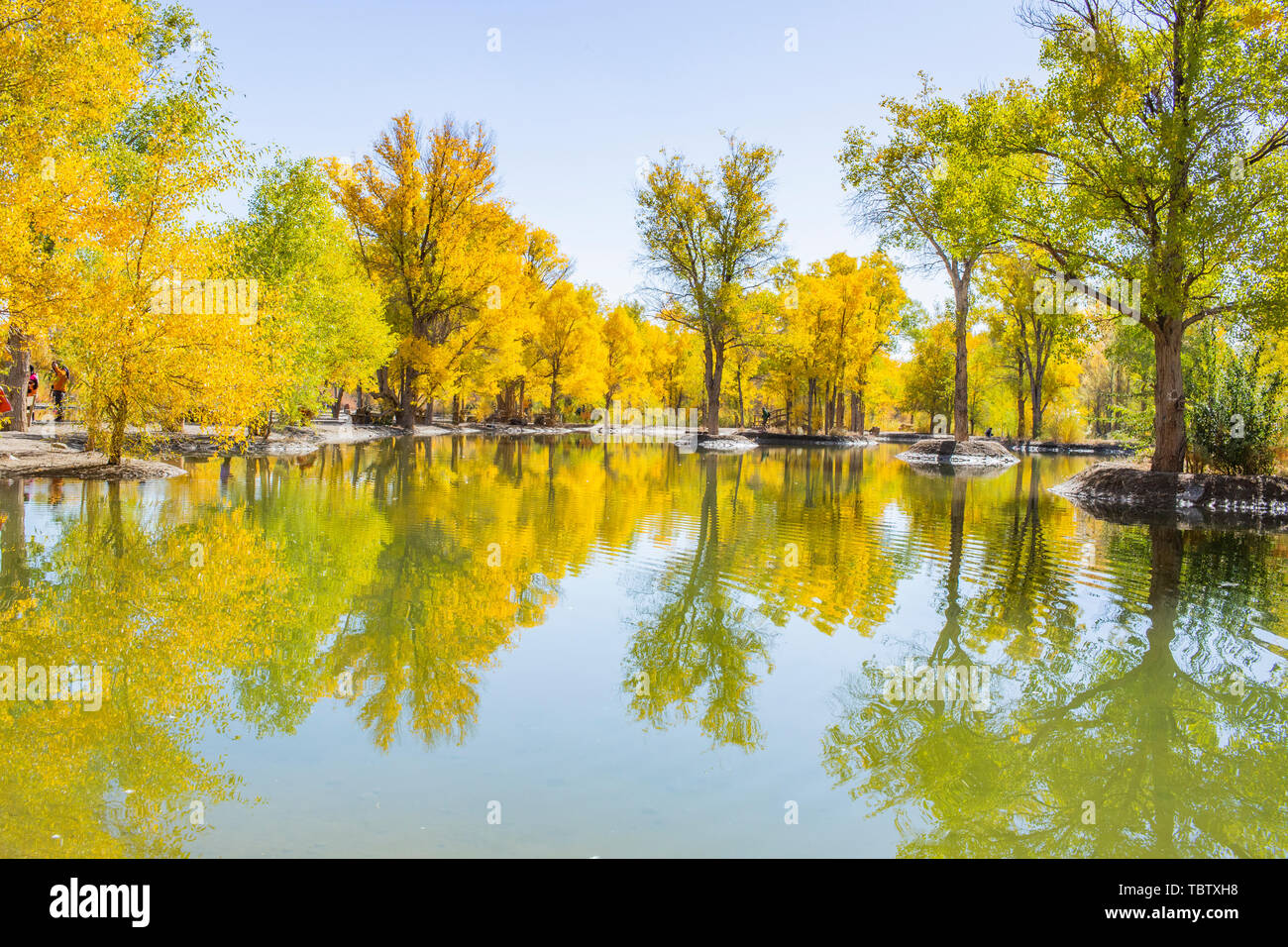 Jinta Hu Yang Lin Stock Photo - Alamy