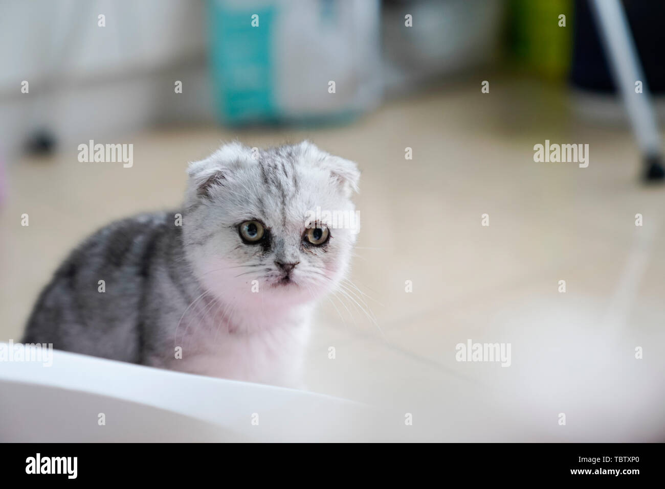 Kitten, ear-folding cat Stock Photo - Alamy