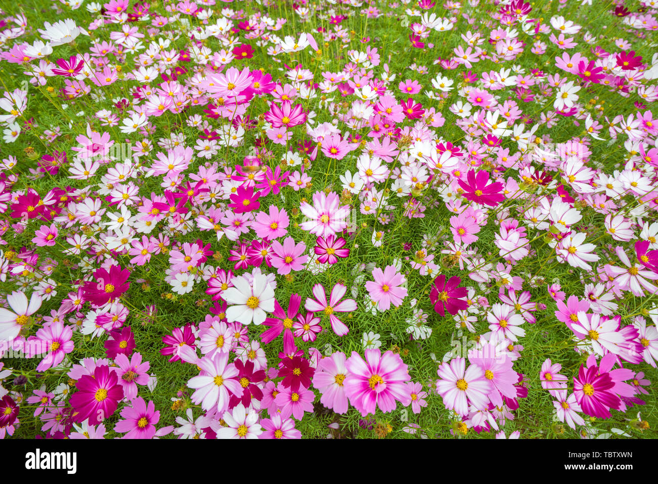 The blooming Gesang flowers Stock Photo - Alamy