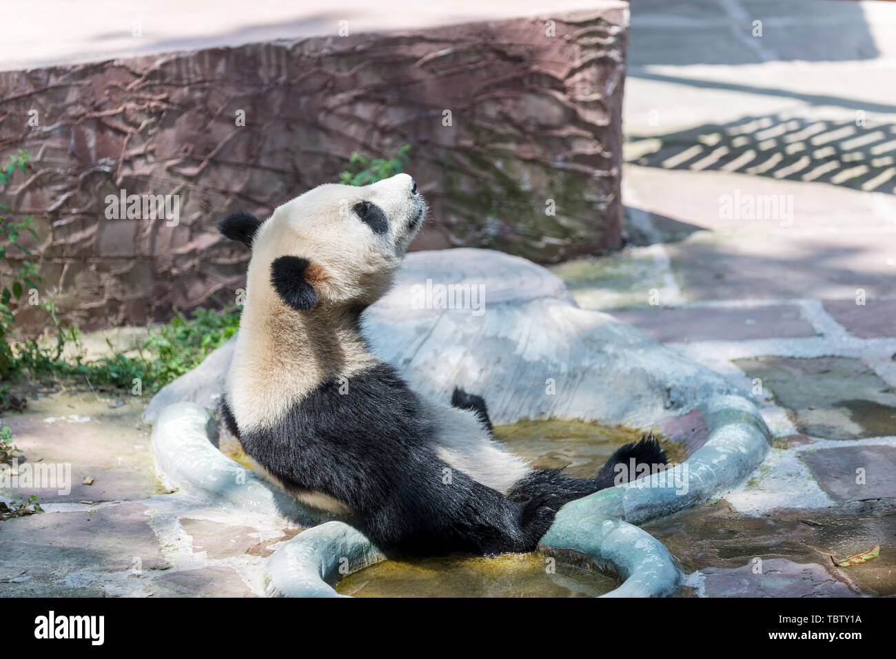 Bifengxia panda base hi-res stock photography and images - Alamy