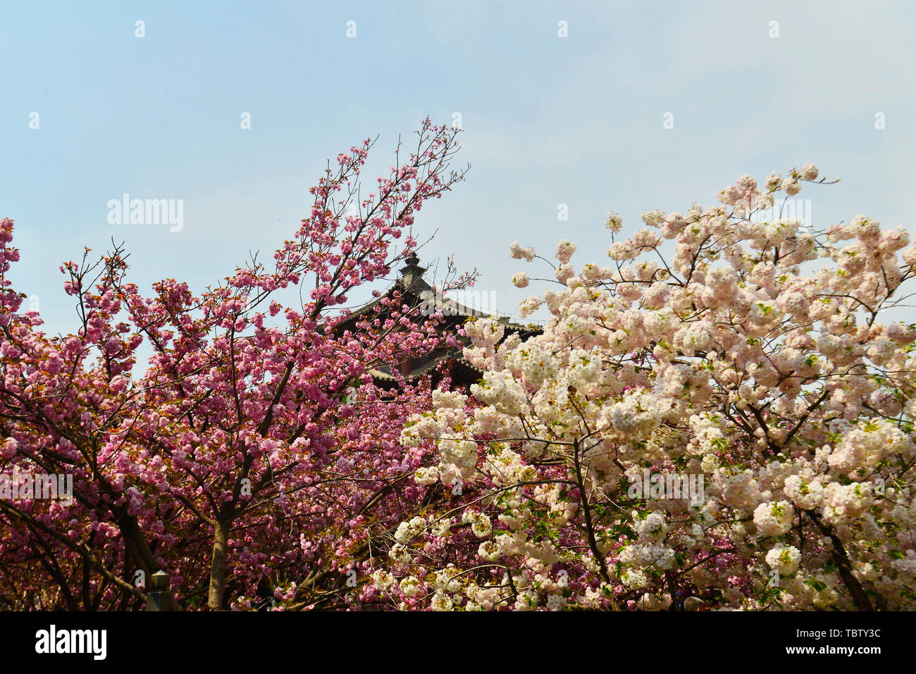 Japanese cherry blossoms Kyushu cherry blossoms Stock Photo - Alamy