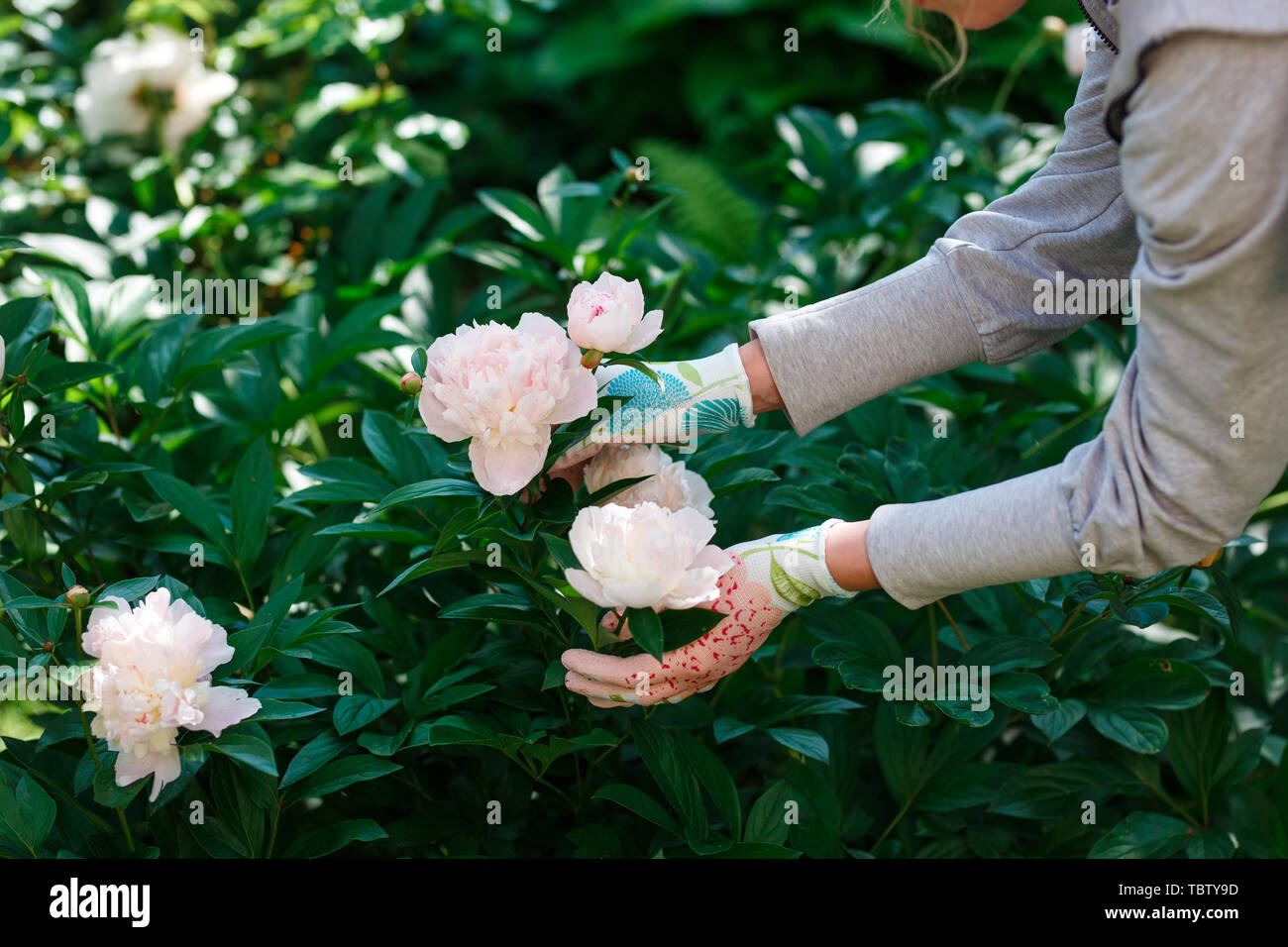 Female hand holding flower peony hi-res stock photography and images ...