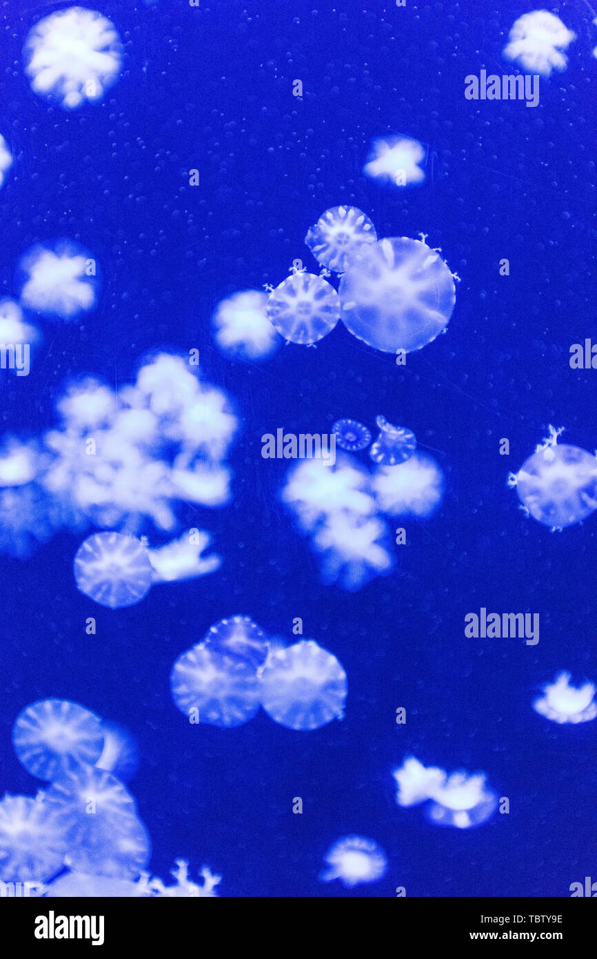 Inverted jellyfish hi-res stock photography and images - Alamy