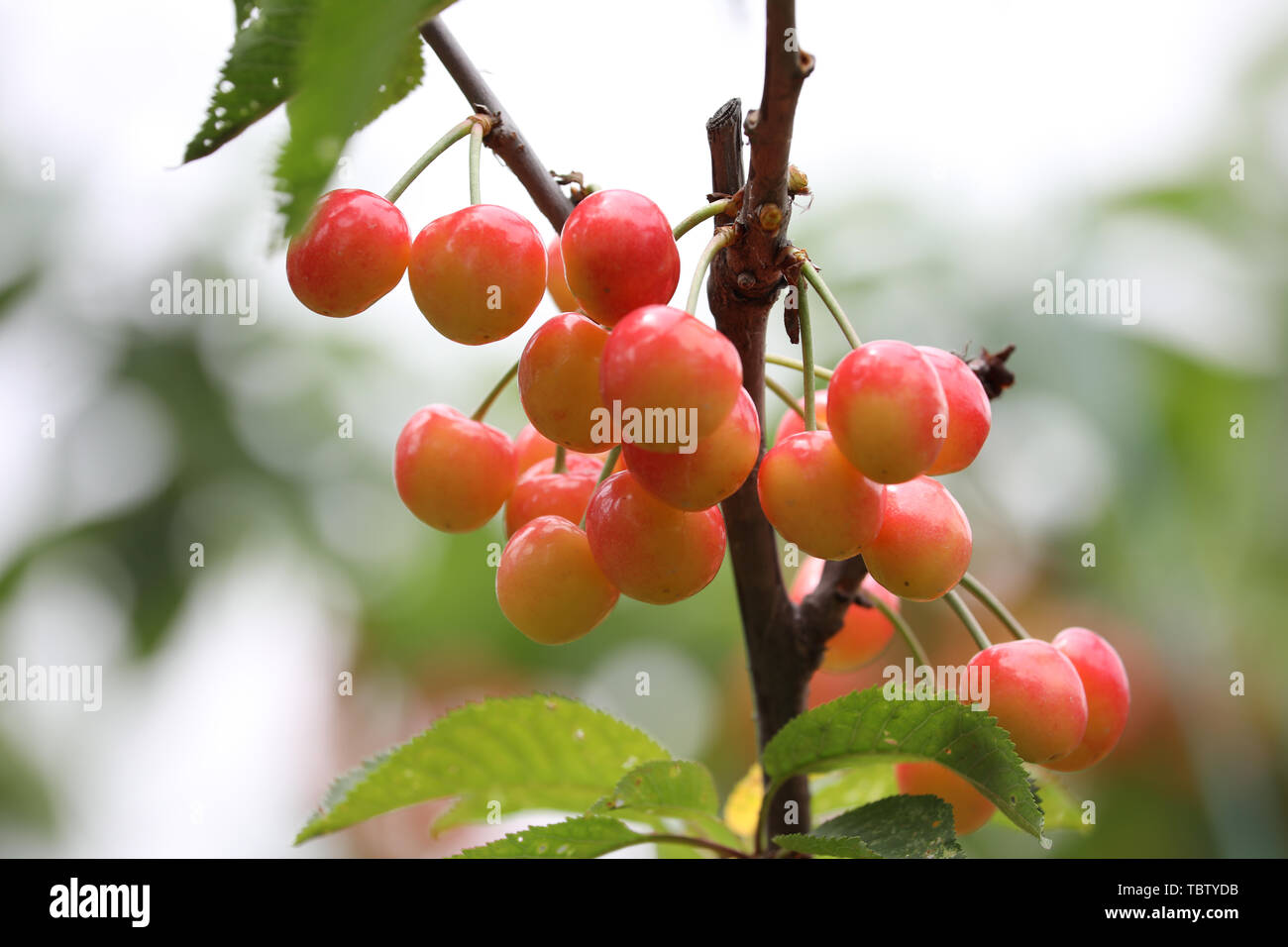 The cherry on the tree, the cherry tree Stock Photo - Alamy