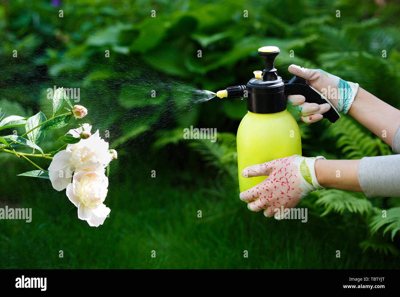 Woman gardener spraying flowers in the home garden Stock Photo - Alamy