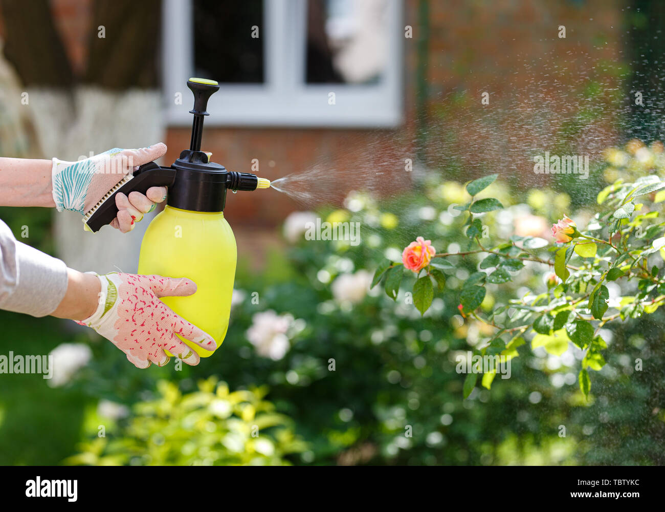 Rose gardener disease hi-res stock photography and images - Alamy