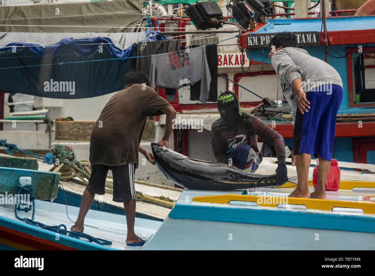 Fishermen in Ambon, Indonesia, unloading yellow fin tuna from ...