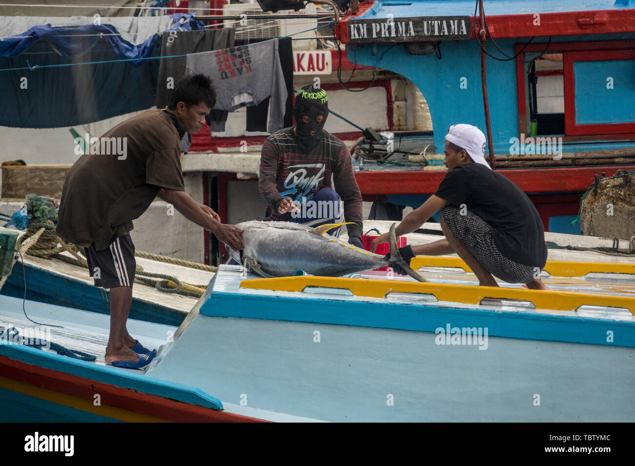 Fishermen in Ambon, Indonesia, unloading yellow fin tuna from ...