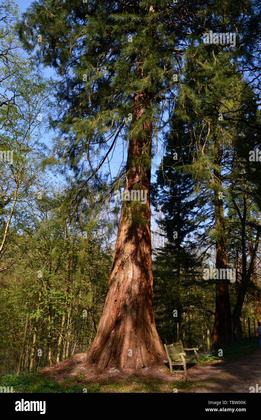 Giant redwoods hi-res stock photography and images - Alamy