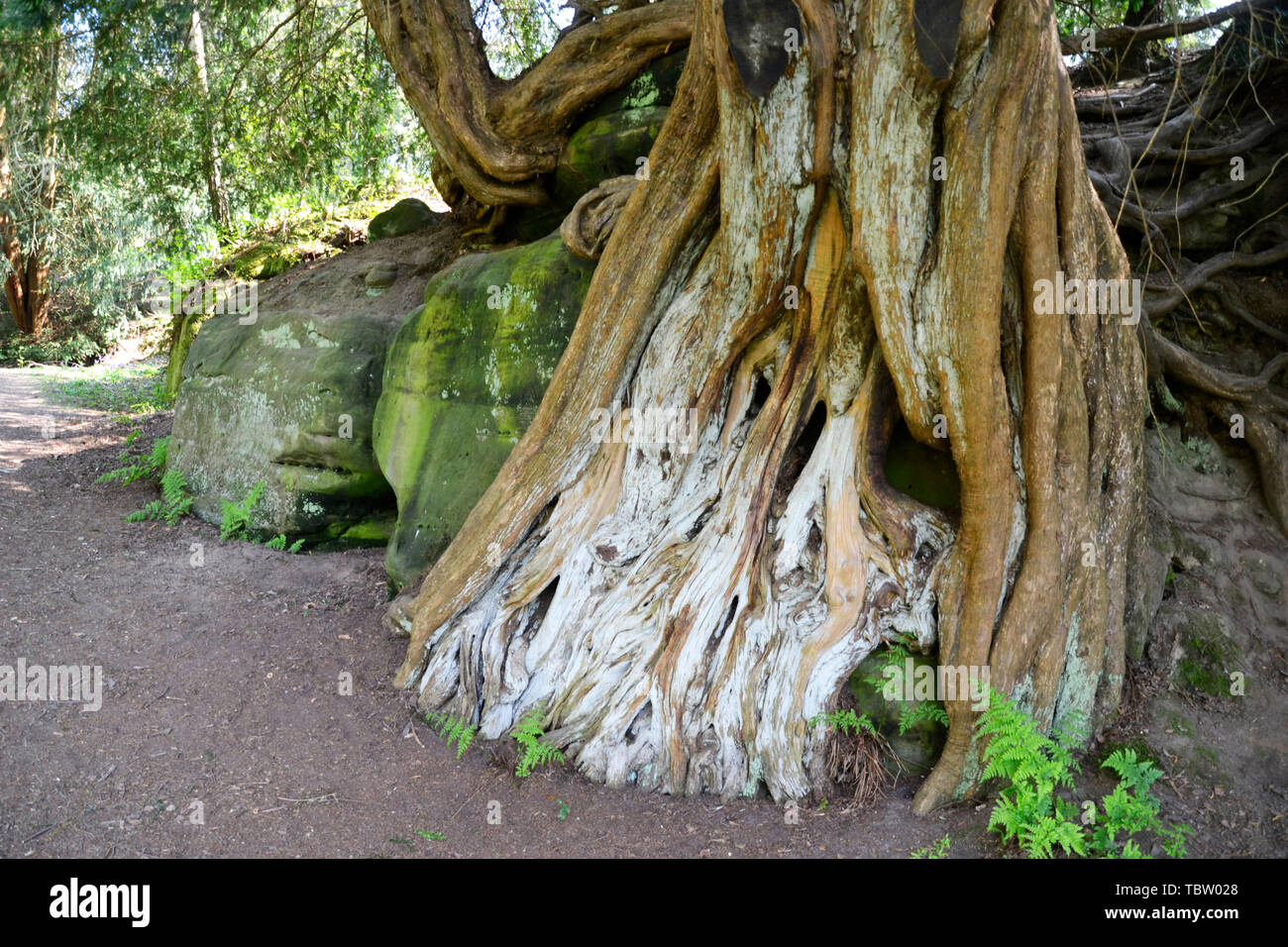 Gnarly roots in the rocks on The Rock Walk at Wakehurst Gardens, East ...