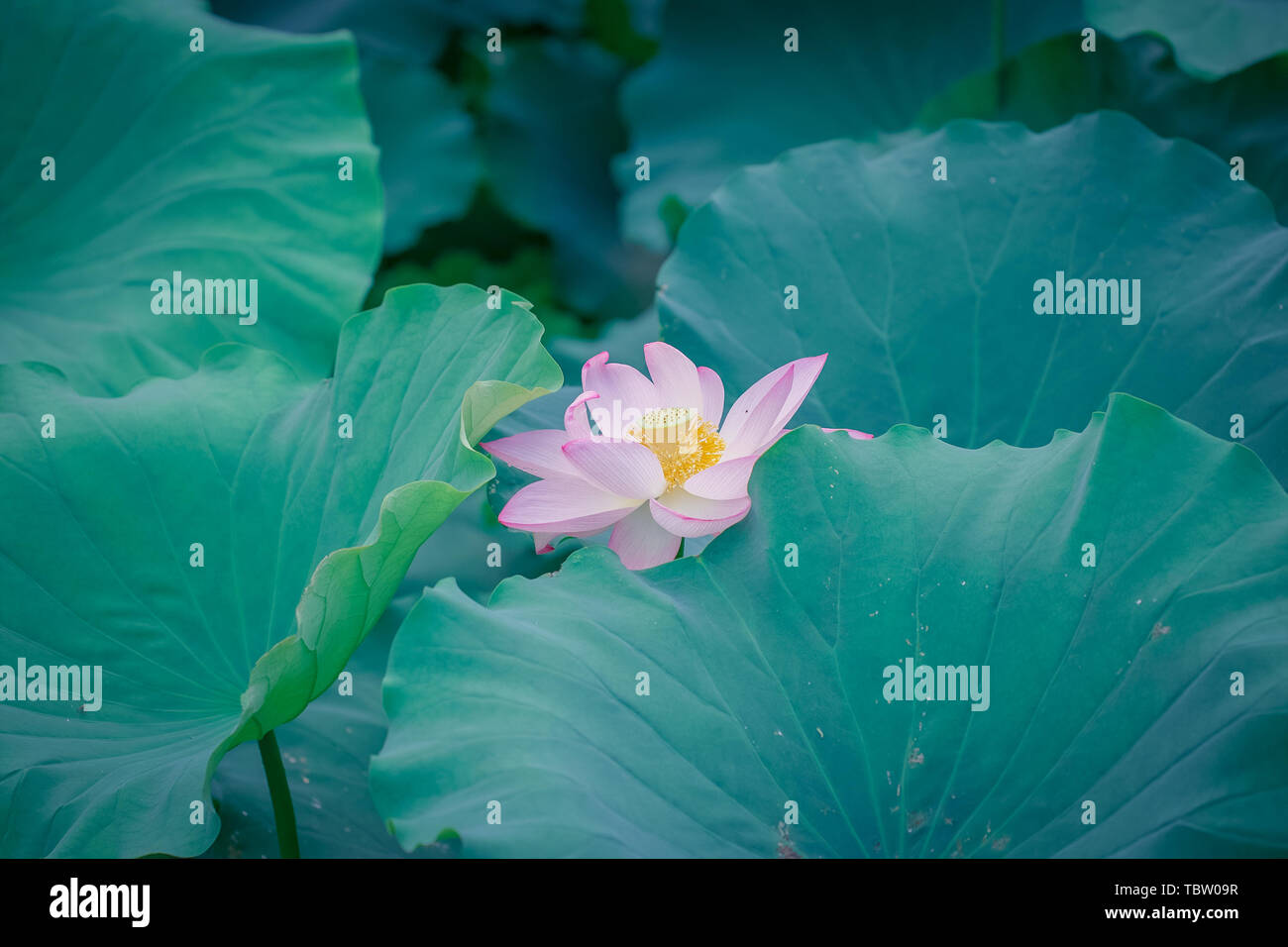 Summer lotus infinite beauty, lotus leaf skirt one color cut, hibiscus ...