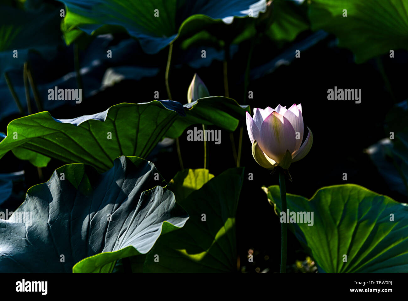 Light and shadow lotus Stock Photo - Alamy