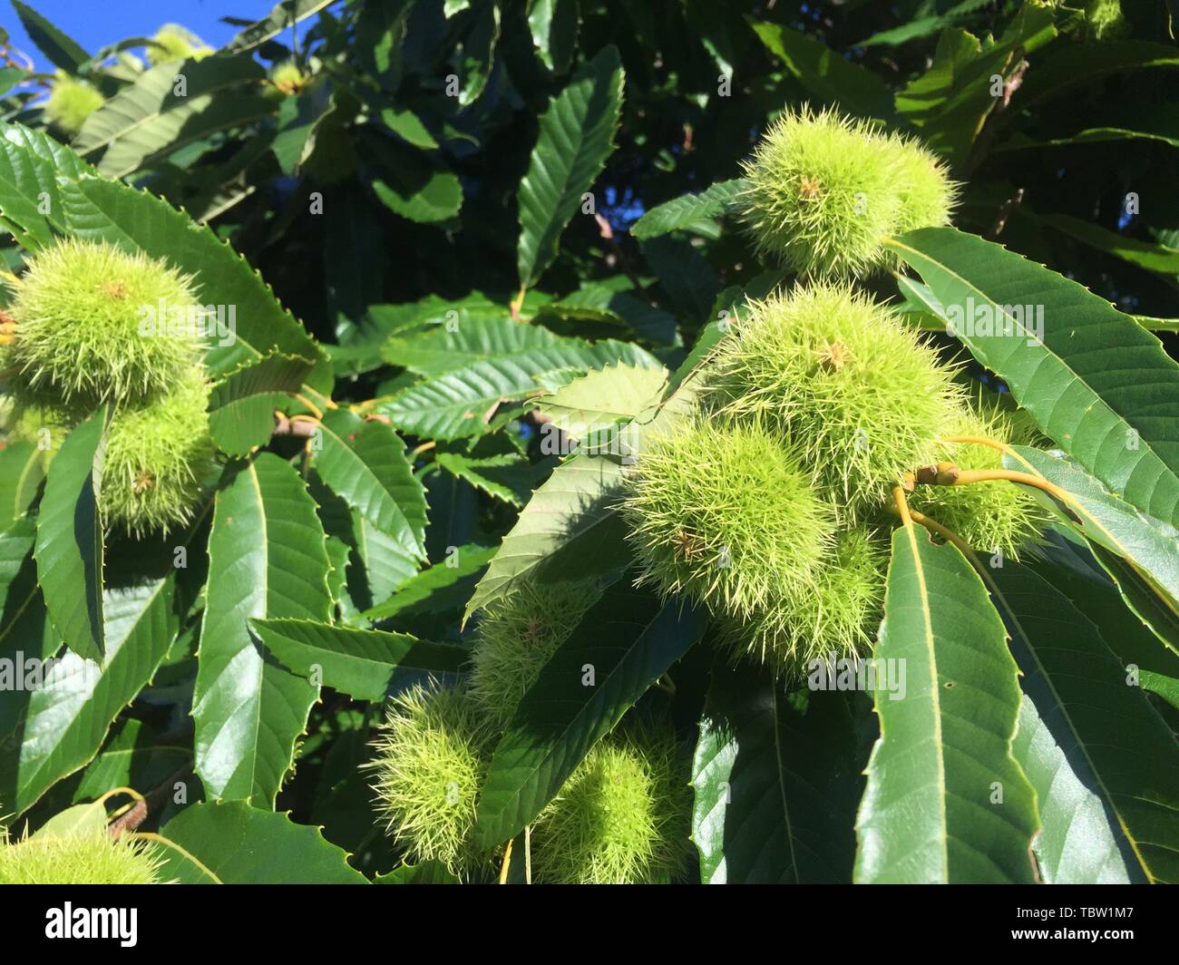 Fruit anatomy hi-res stock photography and images - Alamy