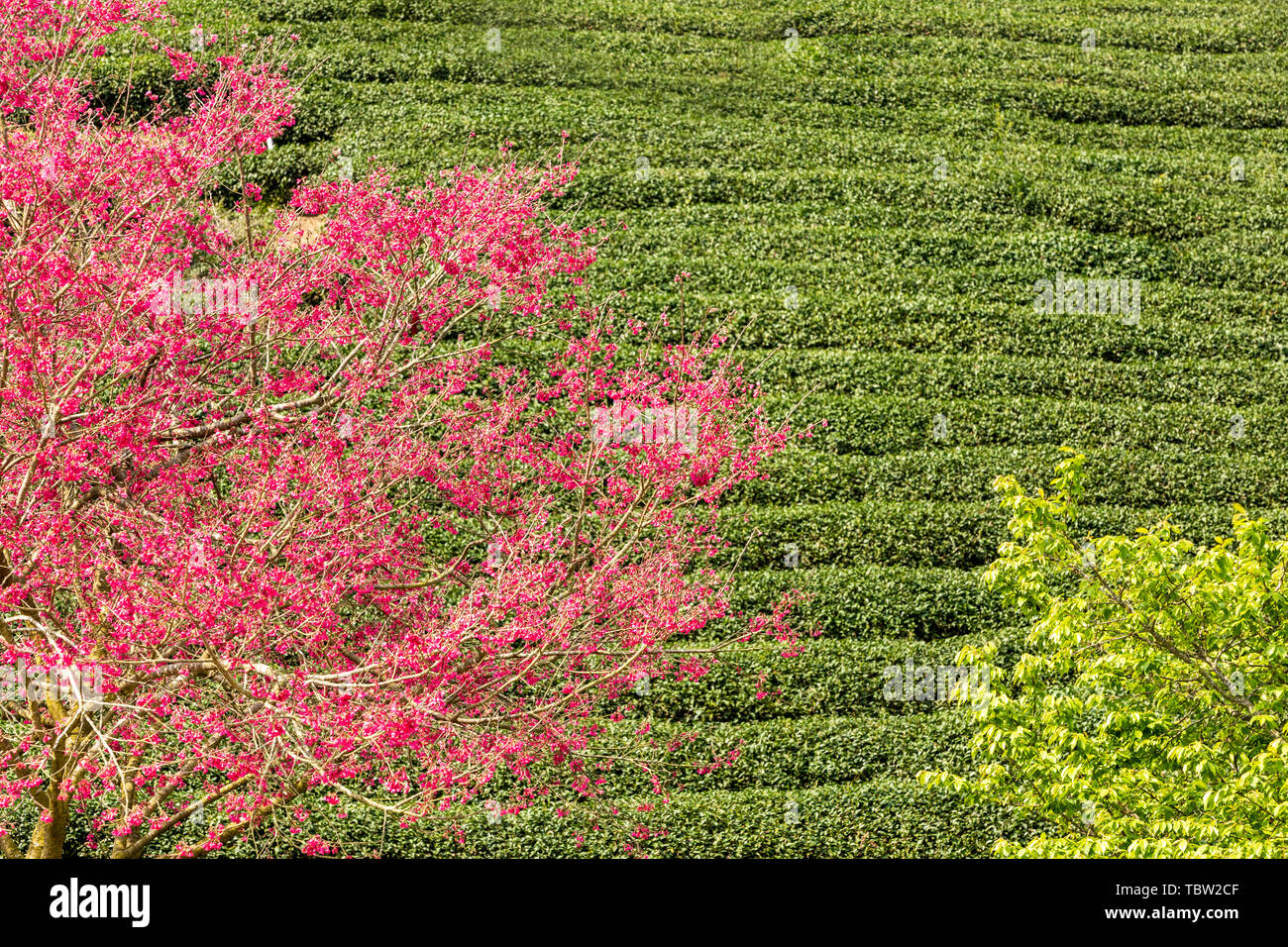 Beautiful tea garden with cherry blossoms in full bloom Stock Photo - Alamy
