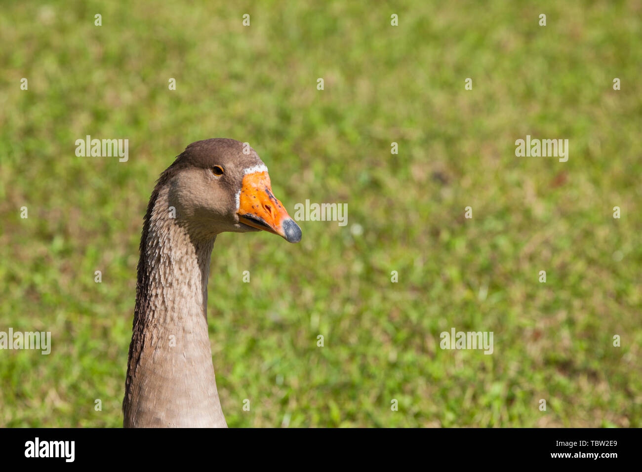 Some ducks in a green pasture in Dolomites area Stock Photo - Alamy