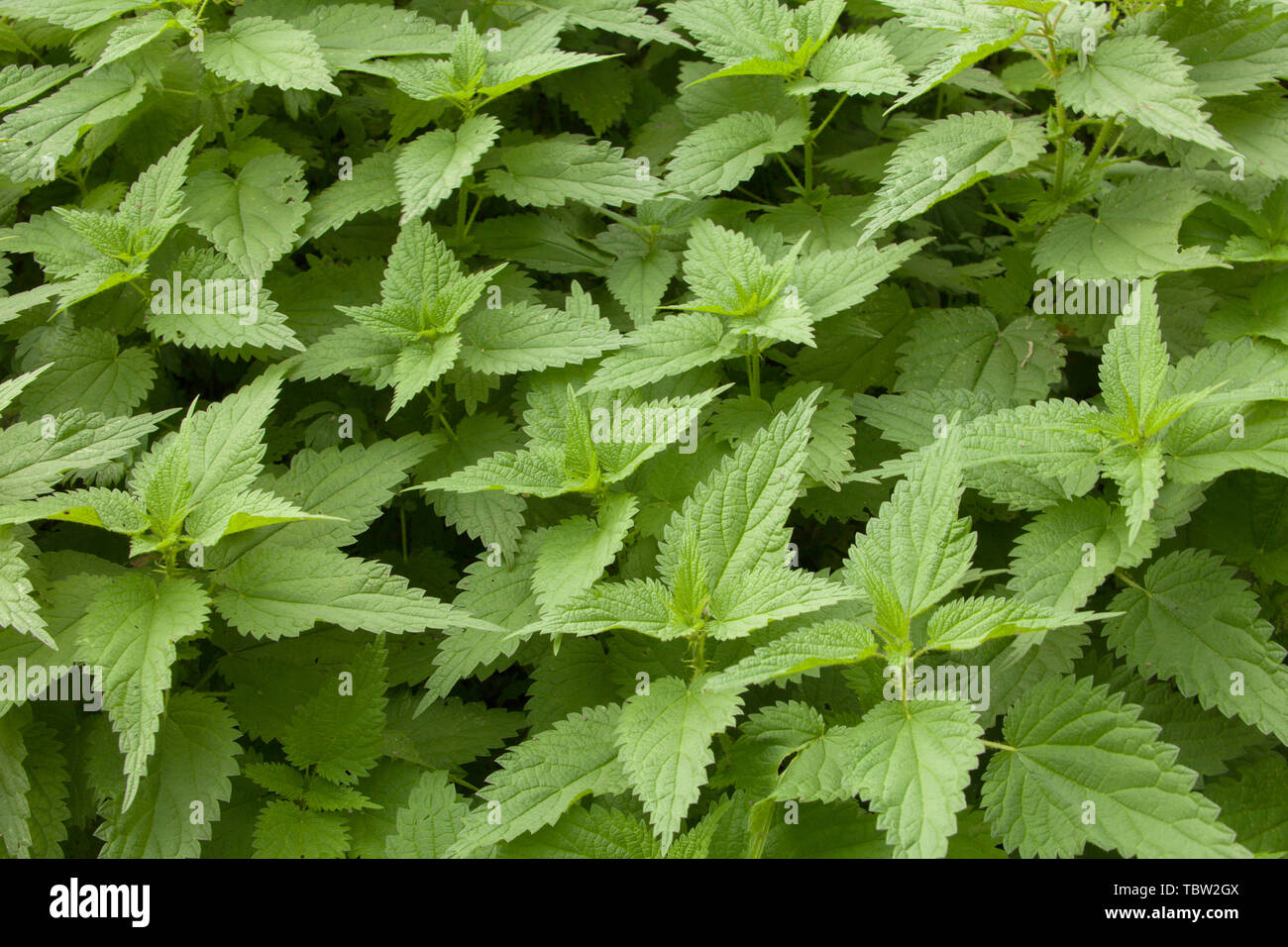 Natural nettle plant used as natural ingredient for homeopathy ...