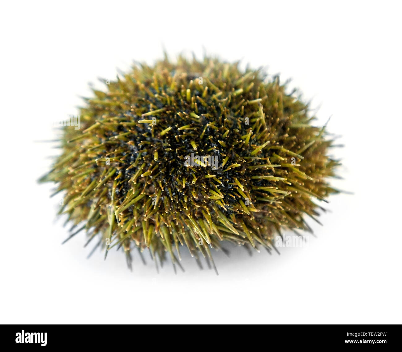 sea urchin from Pacific ocean, isolated on white background Stock Photo ...