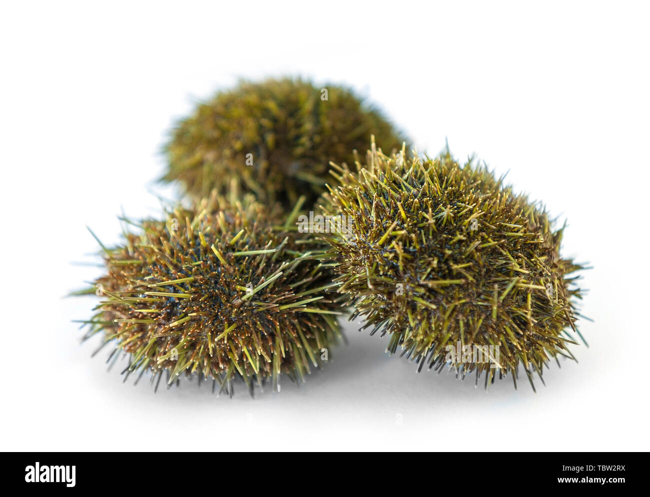 sea urchin from Pacific ocean, isolated on white background Stock Photo ...