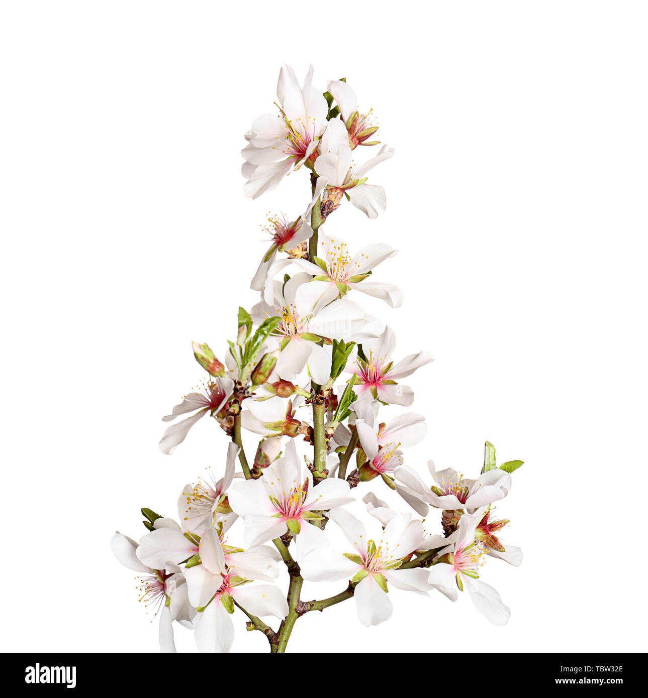 Beautiful blossoming branch on white background Stock Photo - Alamy