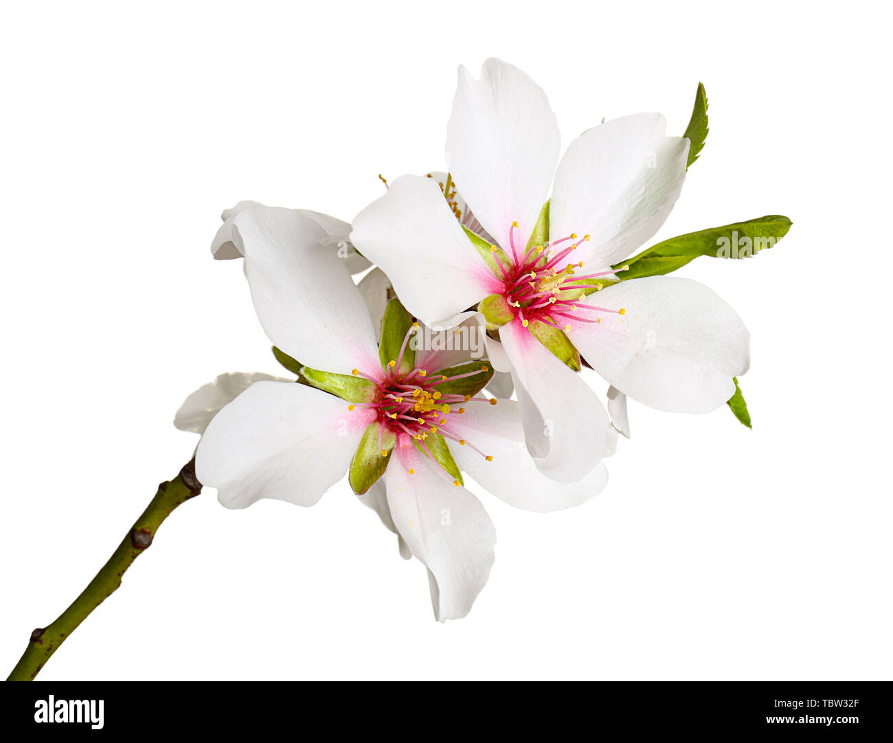 Beautiful blossoming branch on white background Stock Photo - Alamy