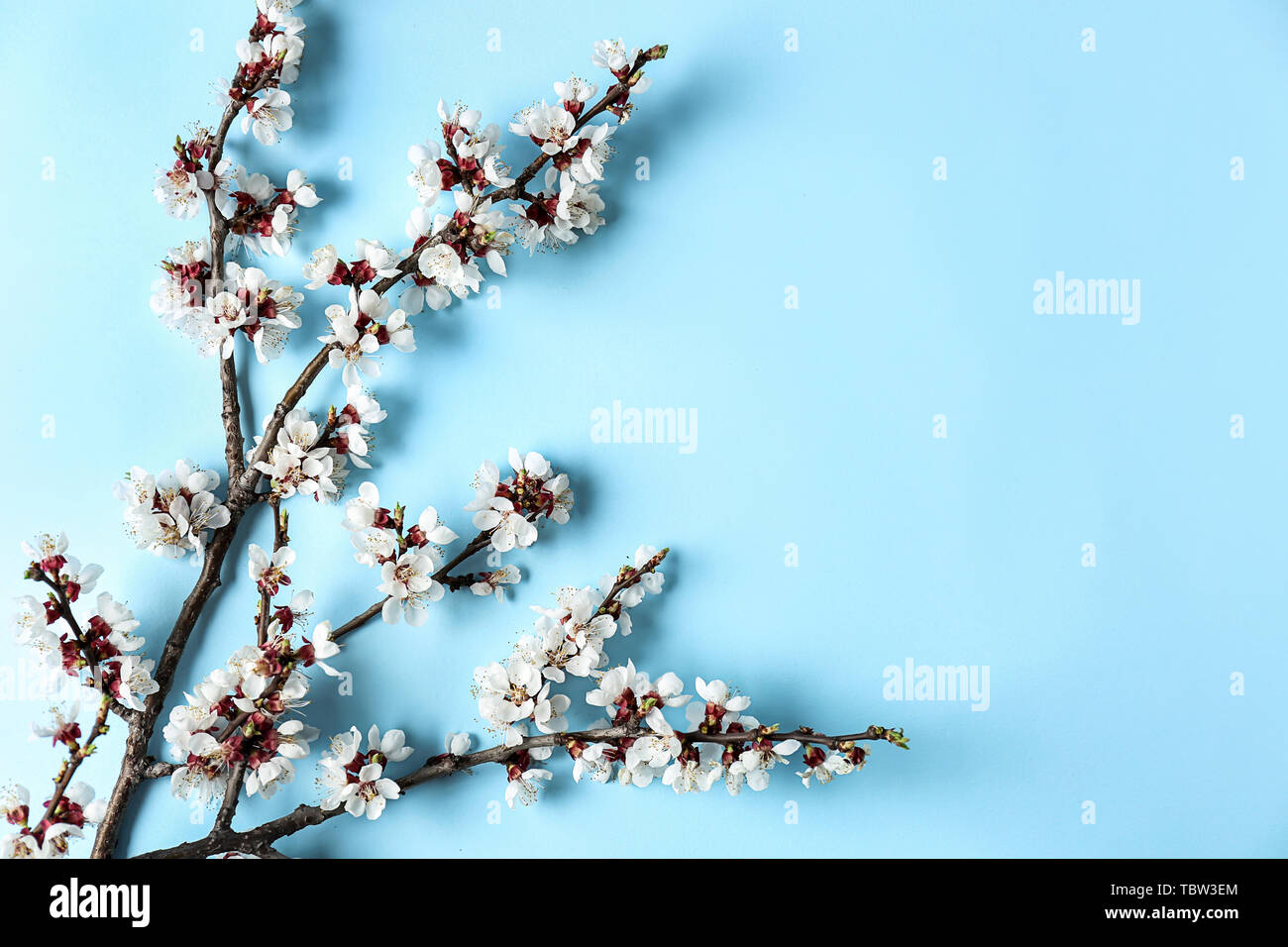 Beautiful blossoming branches on color background Stock Photo - Alamy