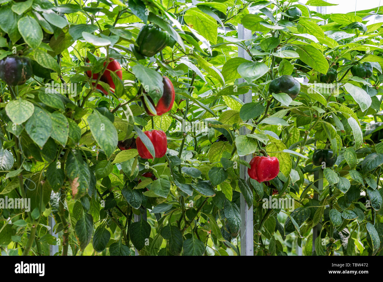Three-dimensional planting of chili peppers, filmed at Shandong ...