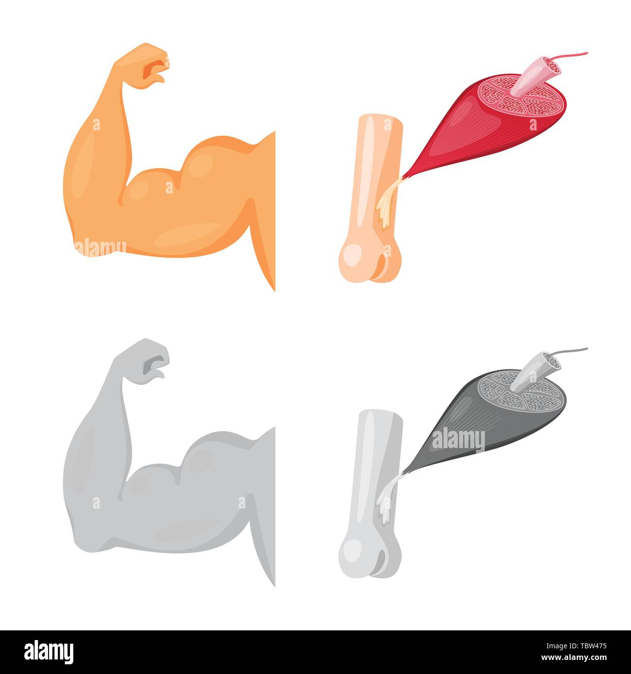 Vector illustration of fiber and muscular icon. Set of fiber and body ...