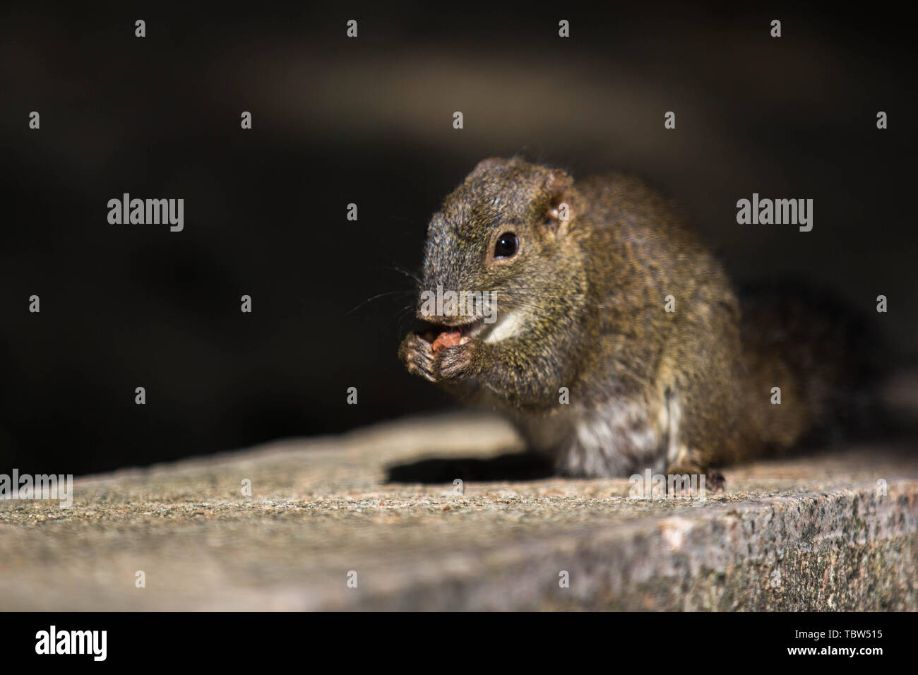 The elves on the Yellow Mountains ---Squirrel Stock Photo - Alamy