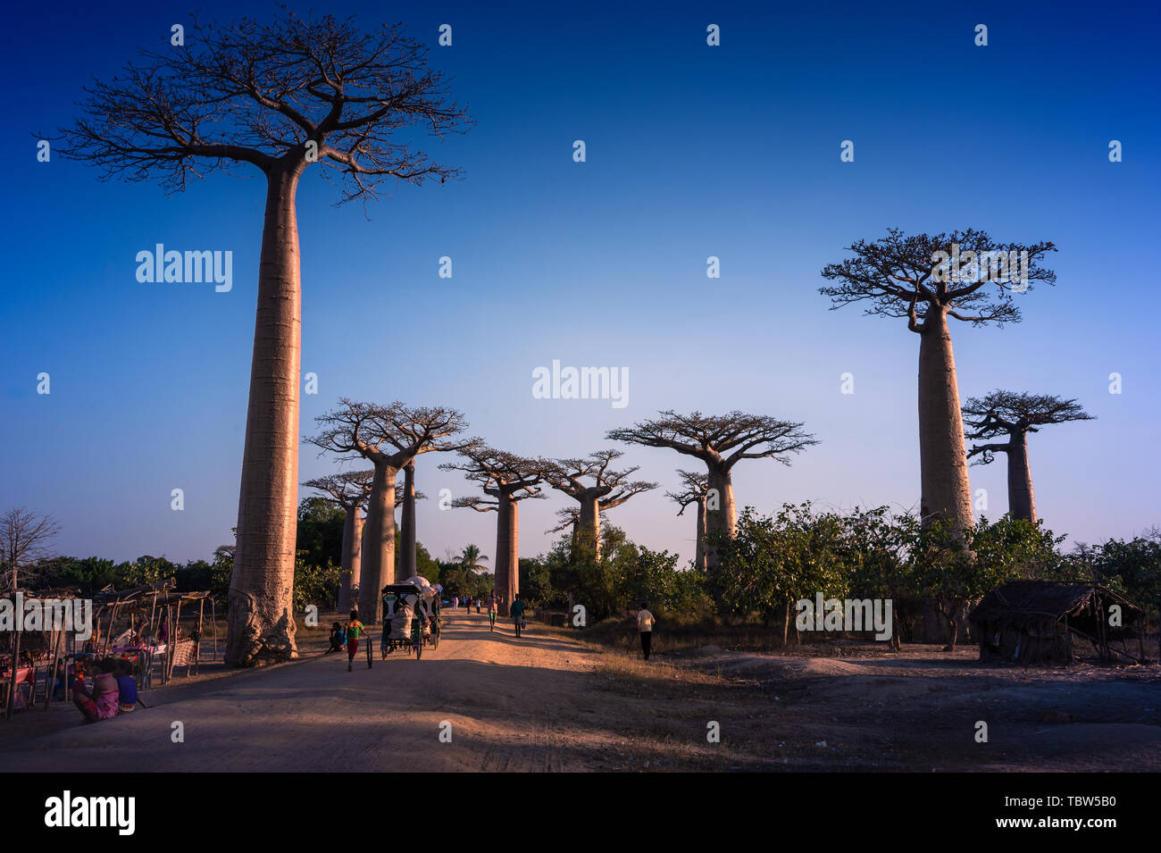 The baobab tree in Madagascar Stock Photo - Alamy