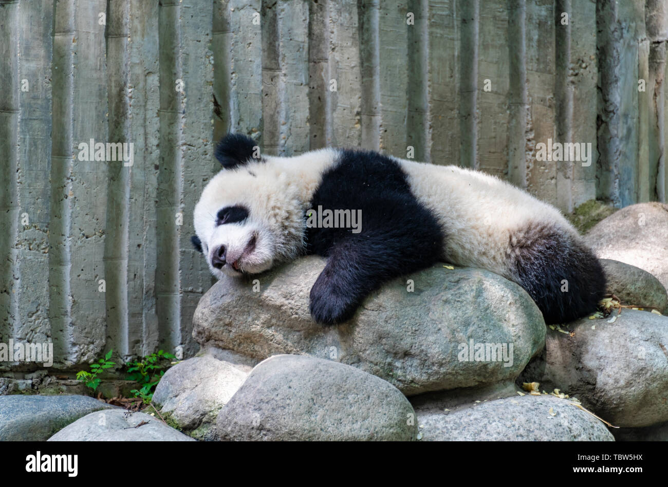 Panda lying down hi-res stock photography and images - Alamy