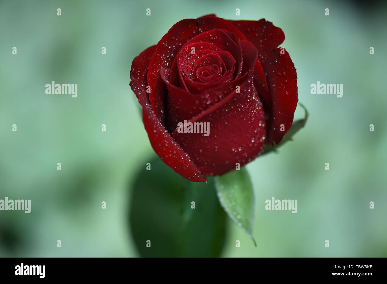 In daily life, roses are the general term for a series of flamboyant ...