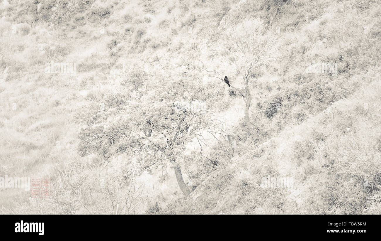 Lonely crow hi-res stock photography and images - Alamy