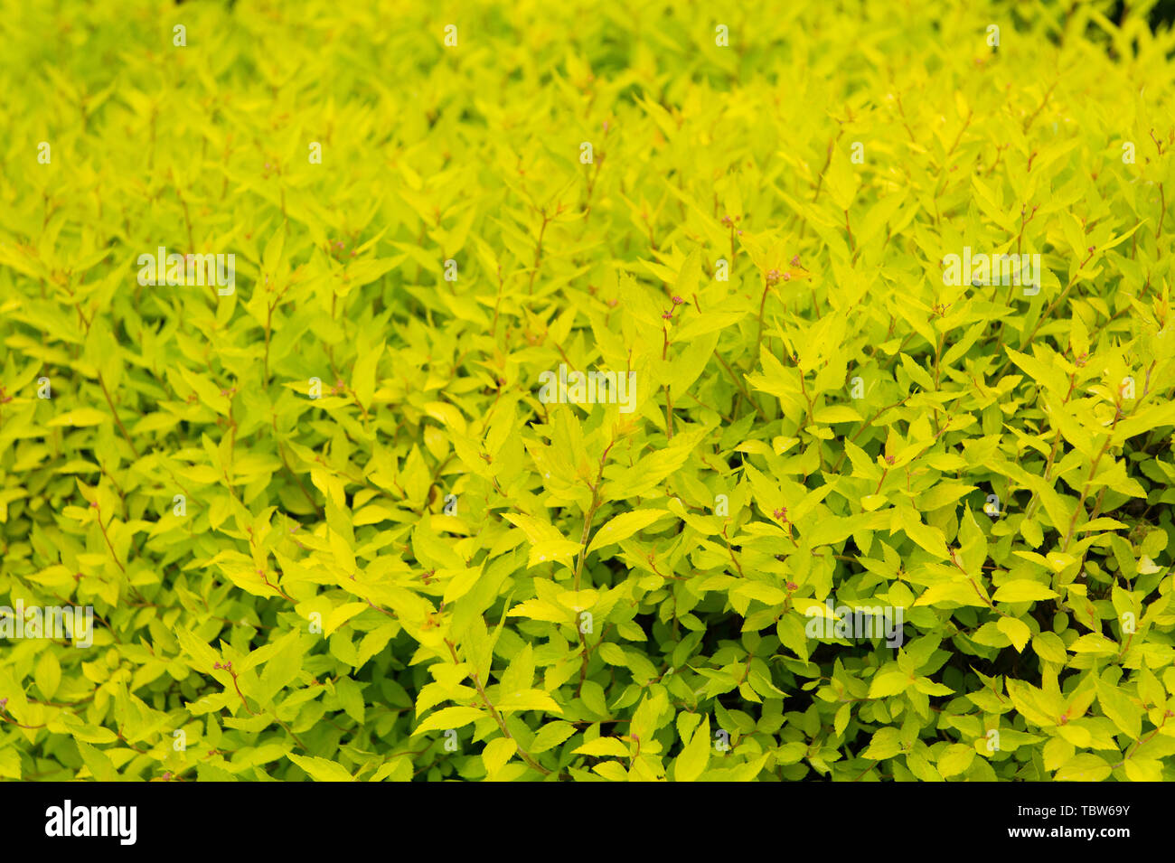 Green fresh leaves branch close up. Spring season. Bright spring leaves ...