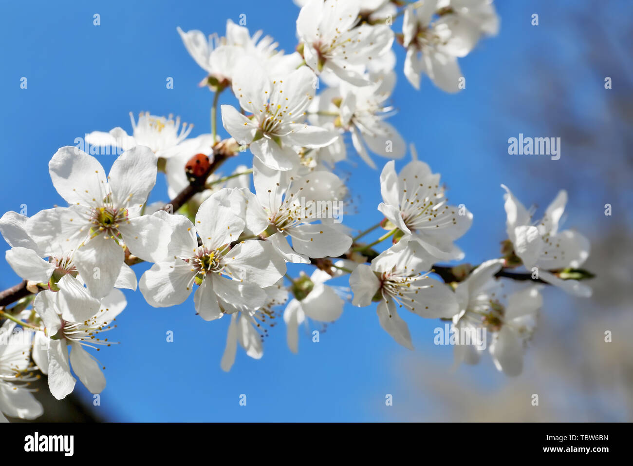 Beautiful blossoming tree branch on sky background Stock Photo - Alamy