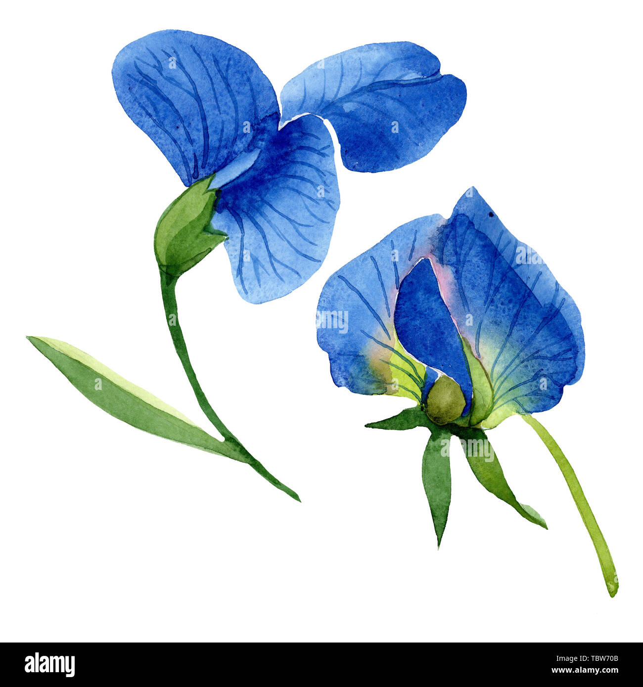 Wild Sweet Pea Drawing